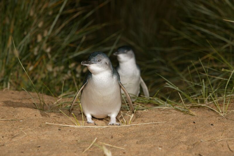 Phillip Island: Penguins and Wildlife Full-Day Tour - Final Thoughts