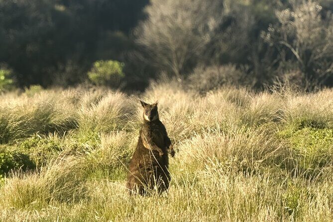 Phillip Island Penguins & Wildlife Day Tour from Melbourne - Key Points