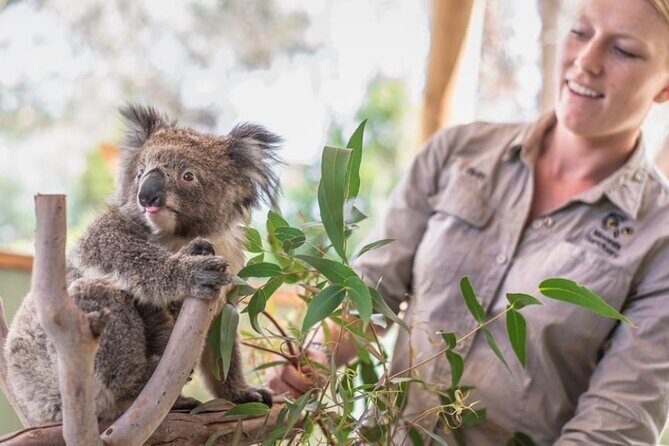 Phillip Island Penguins & Wildlife Day Tour from Melbourne - A Deep Dive into the Experience