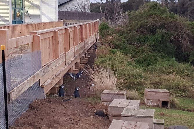 Phillip Island Private Experience - An In-Depth Look at the Phillip Island Private Experience