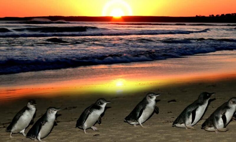 Phillip Island: Private Guided Tour with Penguin Parade - Final Thoughts