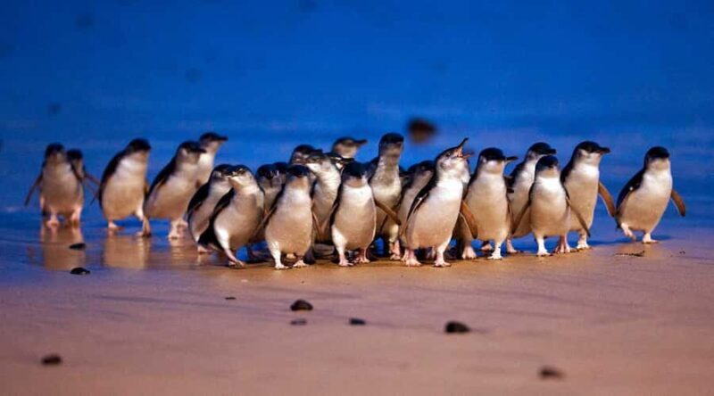 Phillip Island: Private Tour with Penguin Parade - Key Points