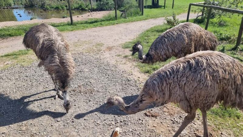 Phillip Island: Private Tour with Penguin Parade - A Closer Look at the Phillip Island Private Tour