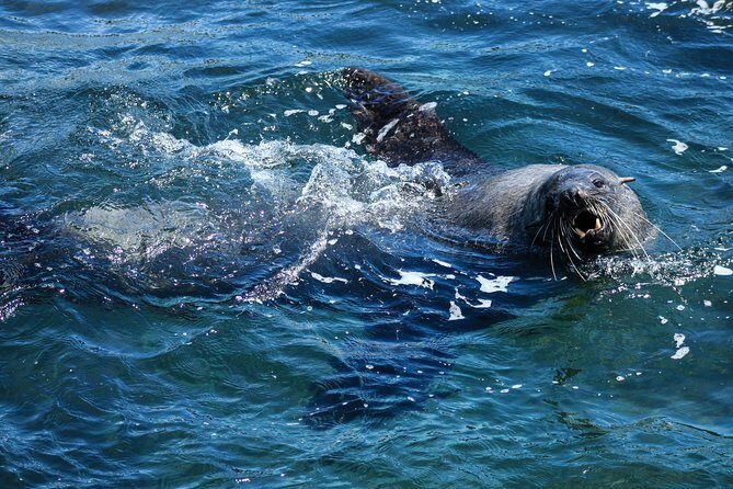 Phillip Island Seal-Watching Cruise - Who Will Love This Experience?