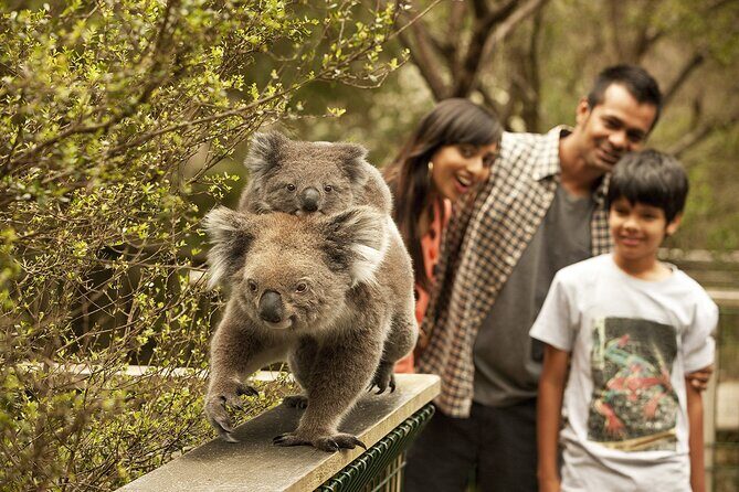 Phillip Island Tour - Koala's, Wallabies & Little Penguins. - Key Points  