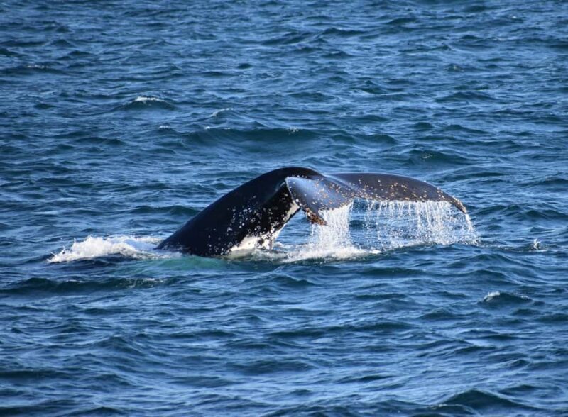 Phillip Island: Whale Watching Boat Tour - FAQ