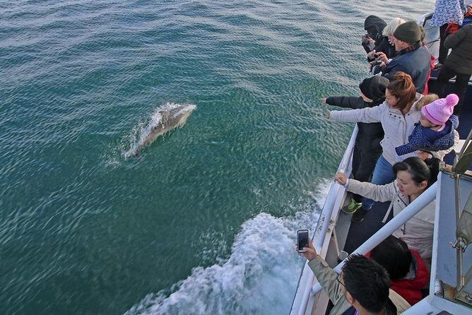 Phillip Island Whale Watching Tour - An In-Depth Look at the Phillip Island Whale Watching Tour