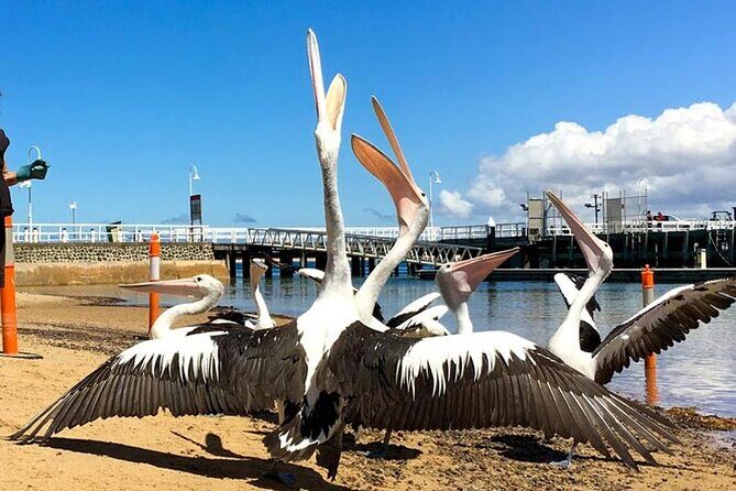 Phillip Island Wildlife Cruise and Penguin Tour from Melbourne - Practical Tips & Considerations