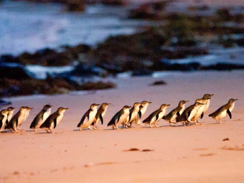 Phillip Island: Wine, Wildlife & Penguins with Gourmet Feast - Final Thoughts