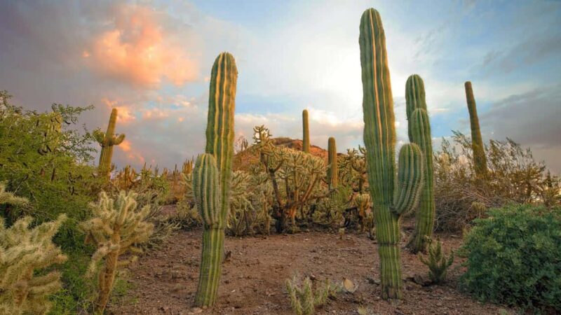 Phoenix & Scottsdale: Full Day City Highlights Tour - What to Expect from the Tour