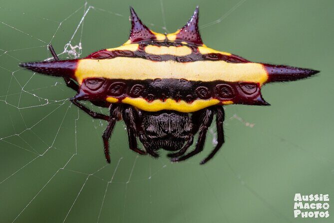 Photography and Nature in Cairns Botanic Gardens Let's Go Buggin - Authentic Insights from Reviewers