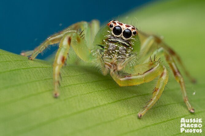Photography and Nature in Cairns Botanic Gardens Let's Go Buggin - The Sum Up