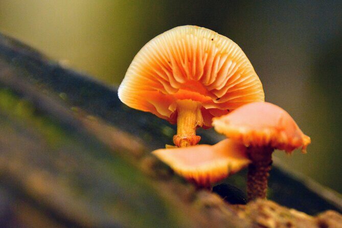 Photography in Rainforest & Suspension Bridge - Authentic Insights from Reviews