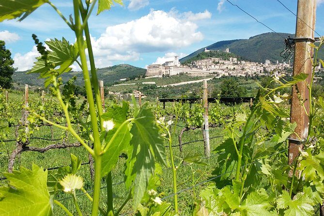 Pic nic Deluxe Assisi for 2 and wine tasting 5 wines - Discovering the Charm of the Pic Nic Deluxe Assisi Tour