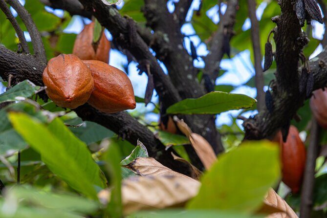 Pick and Taste Tropical Fruit - Who Will Enjoy This Tour?