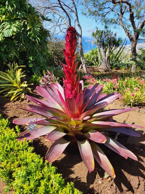 Pico Arieiro, Santana, São Lourenço & more  Full Day+PickUp - The Sum Up