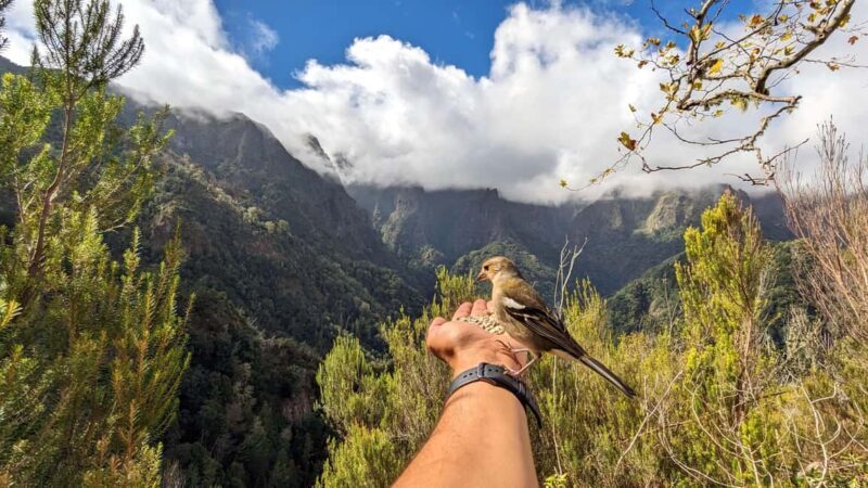 Pico do Arieiro in 4h: Immersive Private Tour - Key Points