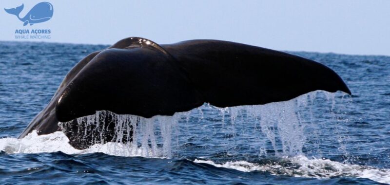 Pico Island: Azores Whale & Dolphin Watching on Zodiac Boat - An In-depth Look at the Experience