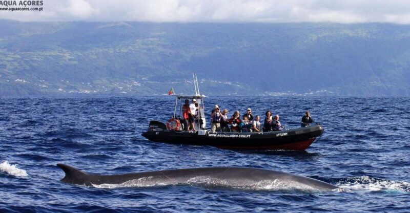 Pico Island: Azores Whale & Dolphin Watching on Zodiac Boat - Authentic Experiences & Traveler Feedback