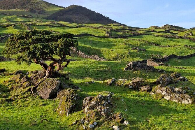 Pico Island highlights - Private tour (+ optional wine tasting) - Who should consider this tour?