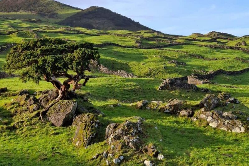 Pico Island: Private Highlights Tour - Exploring Pico Island: A Private Highlights Tour Review