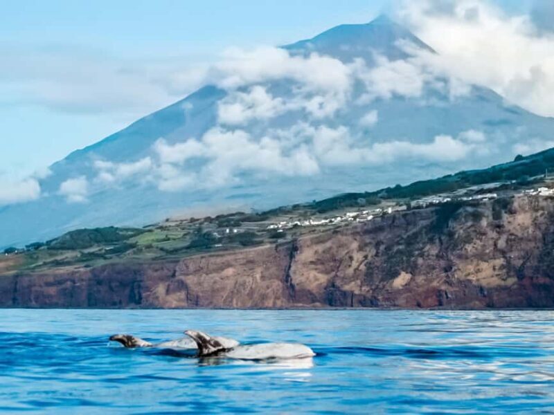 Pico Island: Whale Watching Experience from Lajes do Pico - An In-Depth Look at the Whale Watching Tour