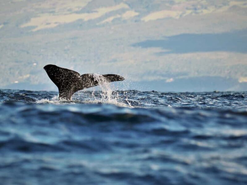 Pico Island: Whale Watching Experience from Lajes do Pico - The Value of the Experience
