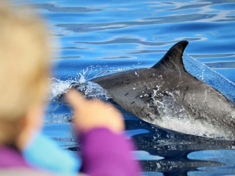 Pico Island: Whale Watching Experience from Lajes do Pico - FAQ