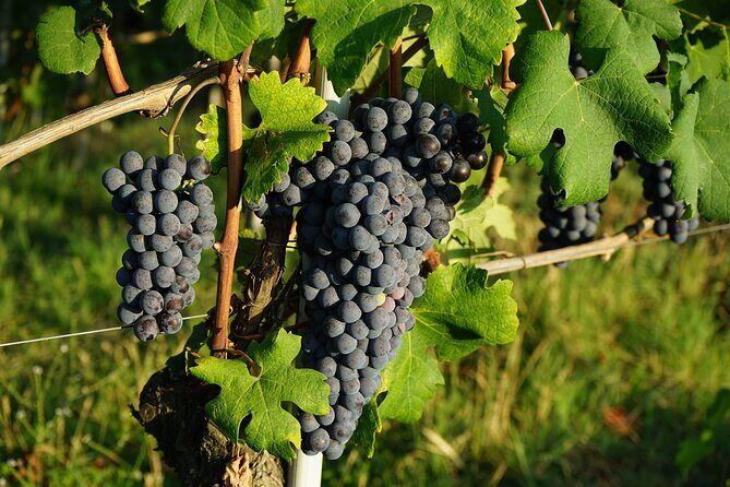 Piemonte Vineyards by Yourself from Turin - Business Car with English Chauffeur - The Itinerary in Detail