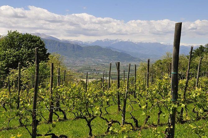 Piemonte Vineyards by Yourself from Turin - Business Car with English Chauffeur - Practical Details and Tips