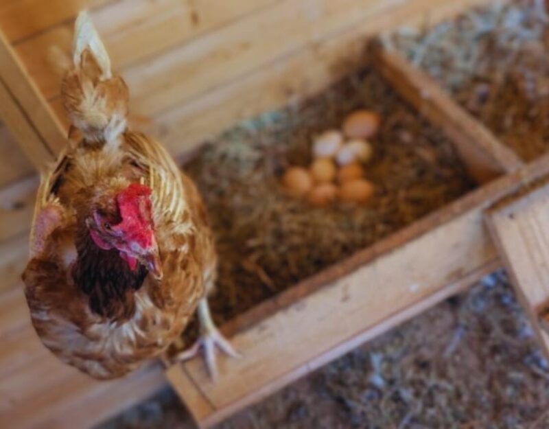 Pienza: Sheep and Chickens Tour w/Gourmet Lunch at Farmhouse - Who Is This Tour Best For?  