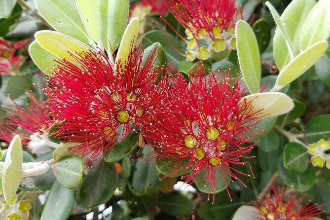 Piha Waitakere Rainforest Wine Tour from Auckland - Final Thoughts  