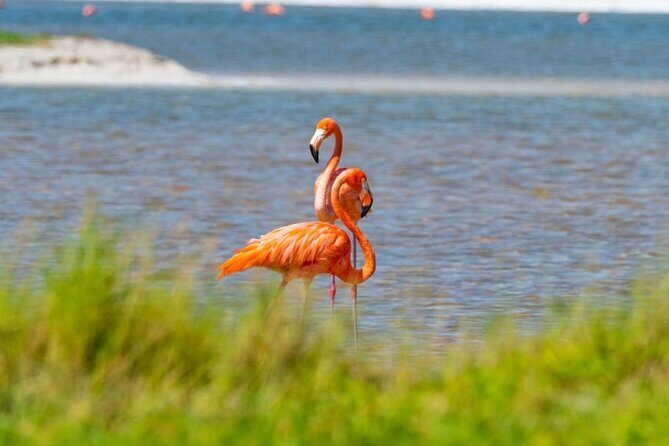 Pink Lake Lagoon and Rio Lagartos Tour from Cancun - Pricing and Value