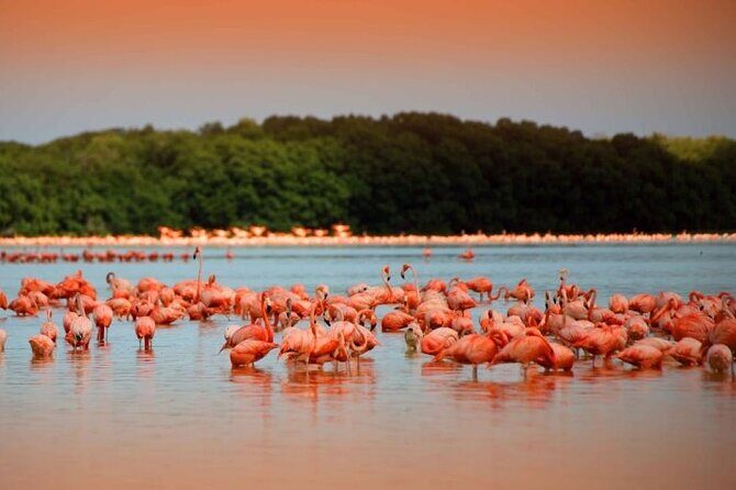 Pink Lake Lagoon and Rio Lagartos Tour from Playa del Carmen - Introduction: What This Tour Offers