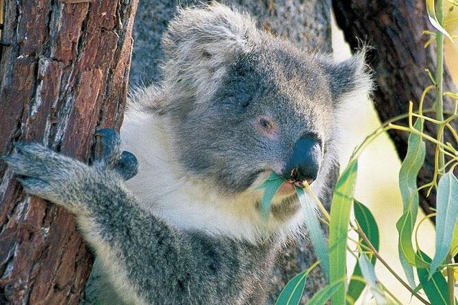 Pinnacle Desert Sunset and Night-time Stargazing Tour from Perth - FAQ