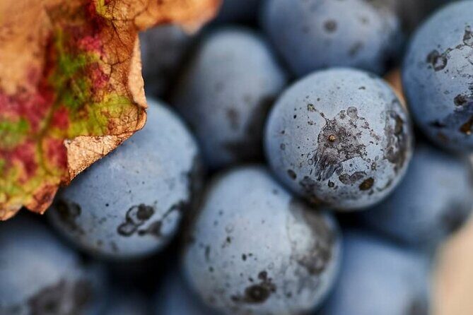 Pinnacles and Swan Valley Day Tour - FAQ