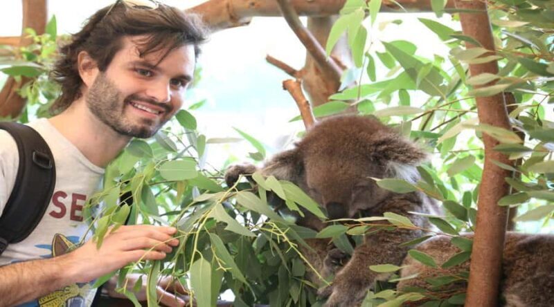 Pinnacles, Koalas & Sandboarding Tour Day Trip from Perth - Key Points