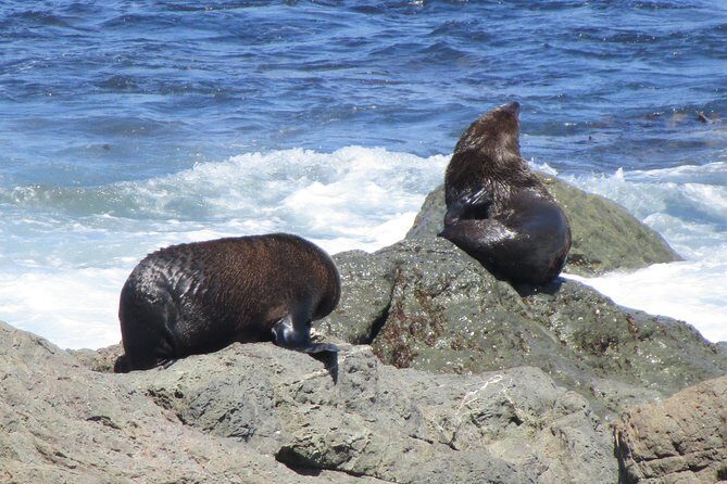 "Pinot to Palliser tour" - Guided tour to Cape Palliser vith lunch + winetasting - Discovering the Route and Highlights