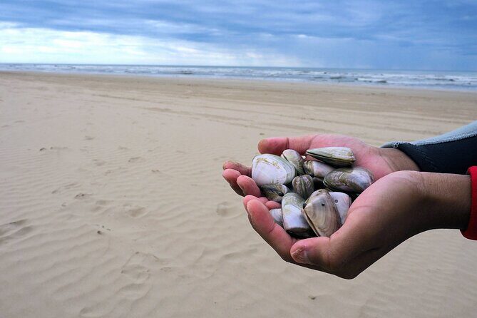 Pipi Catching and Cooking Experience in Goolwa - Key Points
