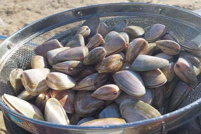 Pipi Catching and Cooking Experience in Goolwa - Final Thoughts: Is This Tour Worth It?