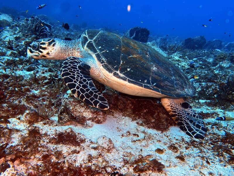 Playa del Carmen: 2-Tank Reef Dive - Who Should Consider This Tour?