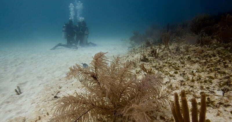 Playa del Carmen: Advanced Open Water Diver Course - What Reviewers Say