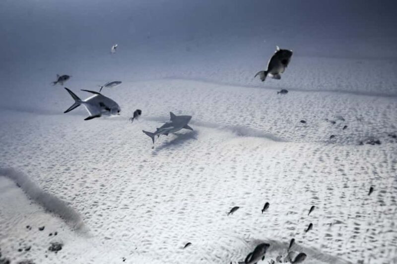 Playa del Carmen: Bull Shark Diving Experience - Quick overview