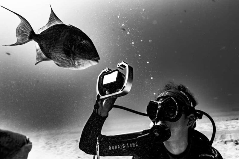 Playa del Carmen: Bull Shark Diving Experience - Key Points