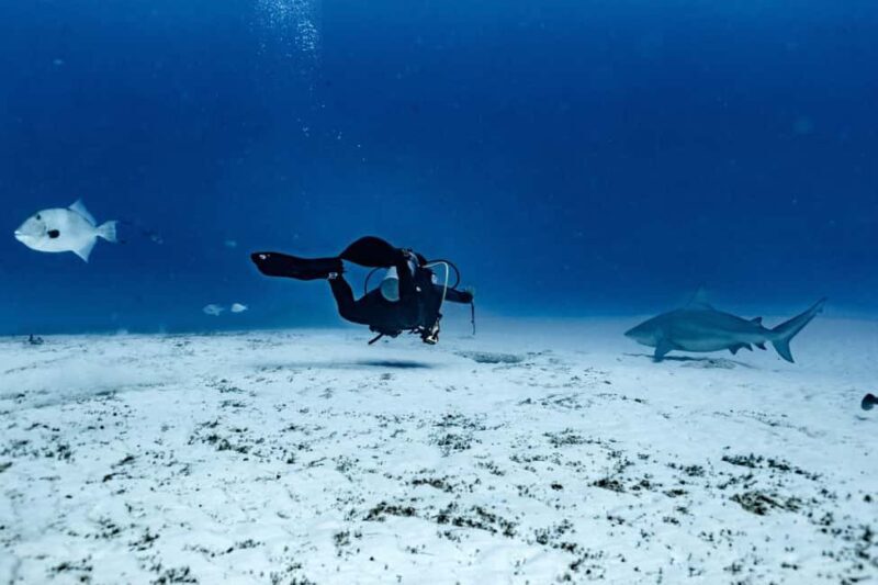 Playa del Carmen: Bull Shark Diving Experience - Value and considerations