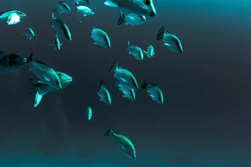 Playa del Carmen: Bull Shark Diving Experience - FAQ