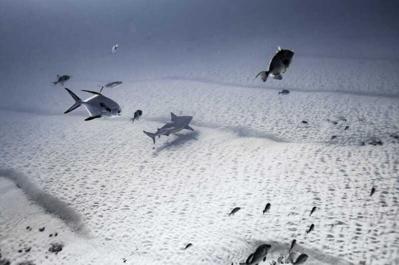 Playa del Carmen: Bull Shark Diving Experience - Final summary