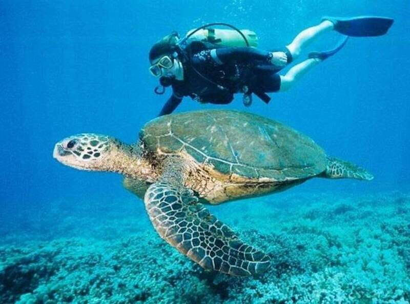 Playa del Carmen: Cenote Diving for Certified Divers - Introduction: Why This Tour Stands Out