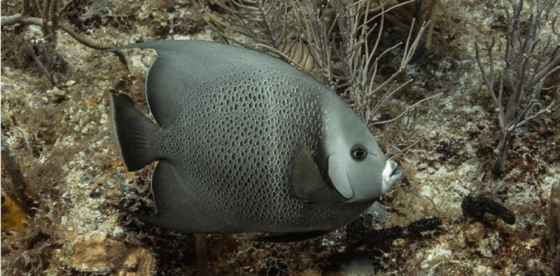 Playa del Carmen: Discover Scuba Diving - Introduction