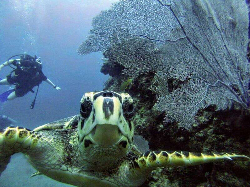 Playa del Carmen: Discover the Surreal World of Scuba Diving - A Practical Overview of the Experience